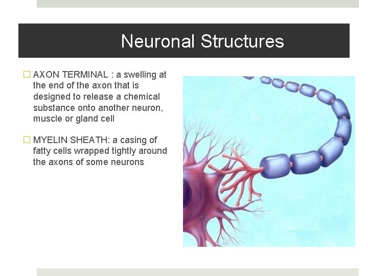 The Neural Control of Behavior Chapter 5 Neurons
