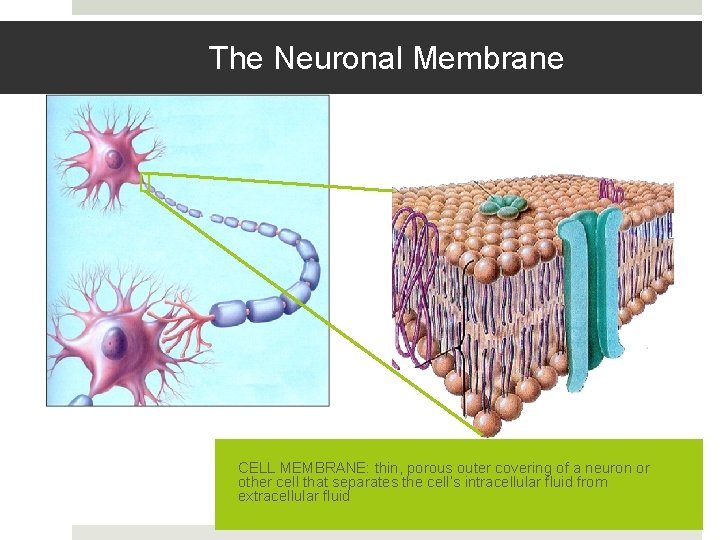 The Neural Control of Behavior Chapter 5 Neurons