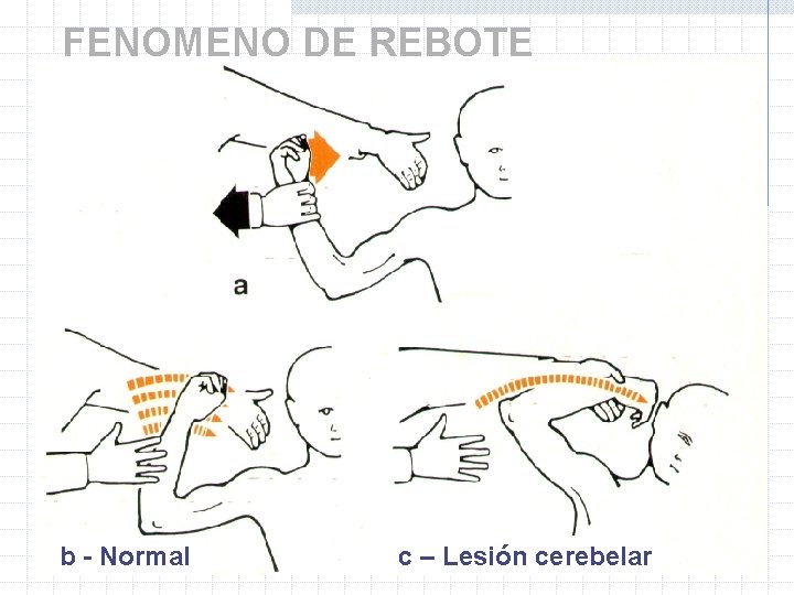 FISIOLOGIA DEL MOVIMIENTO COORDINADO CEREBELO Y GANGLIOS BASALES