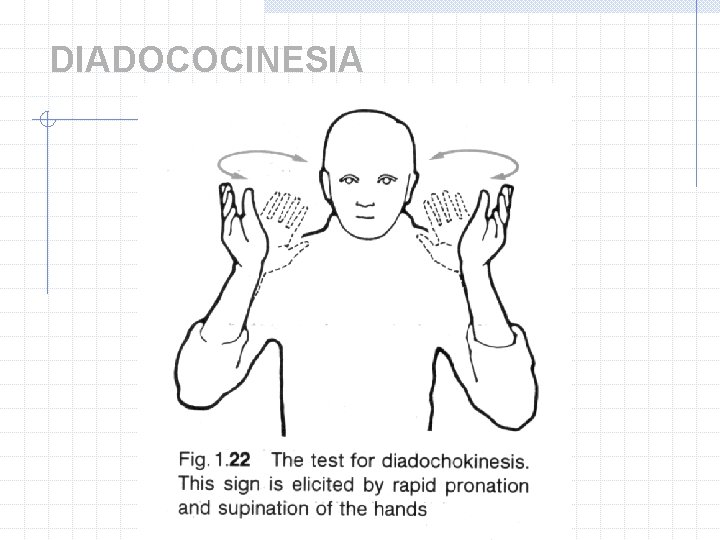 FISIOLOGIA DEL MOVIMIENTO COORDINADO CEREBELO Y GANGLIOS BASALES