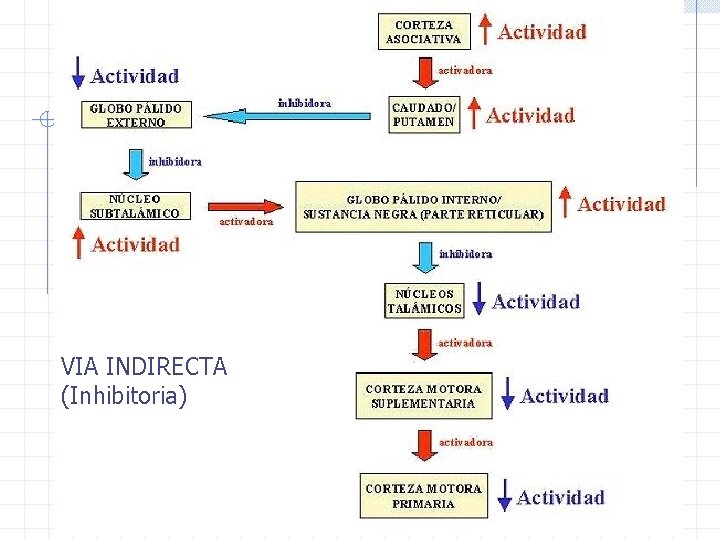 FISIOLOGIA DEL MOVIMIENTO COORDINADO CEREBELO Y GANGLIOS BASALES