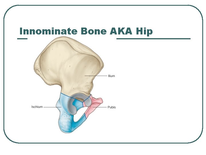 Vertebral Column Osteology and Arthrology Osteology l l