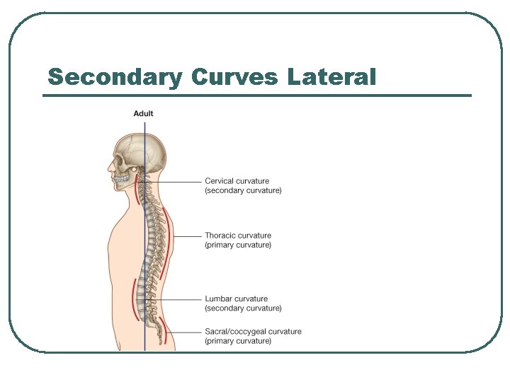 Vertebral Column Osteology and Arthrology Osteology l l