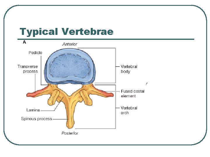 Vertebral Column Osteology and Arthrology Osteology l l