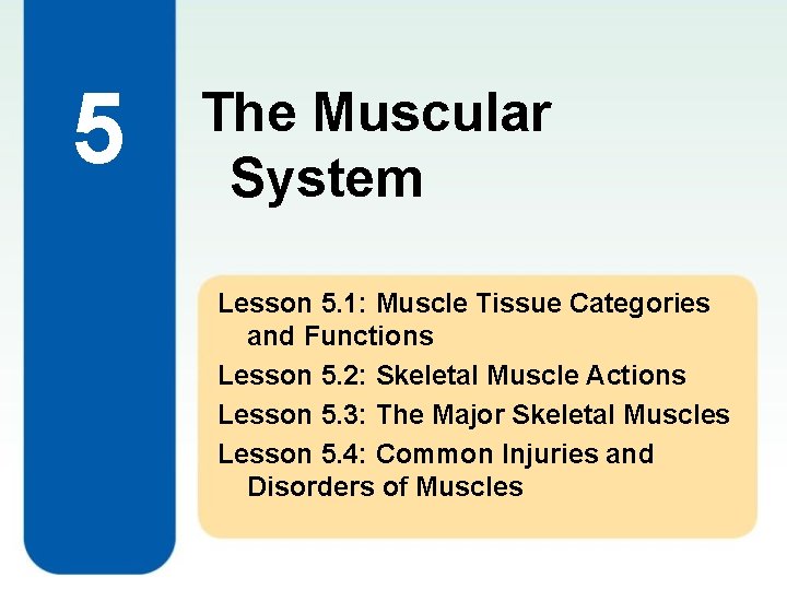 5 The Muscular System Lesson 5 1 Muscle