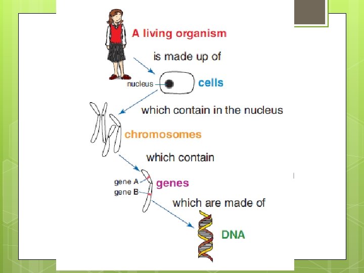 PP 2 DNA Year 10 Science Pembroke Secondary