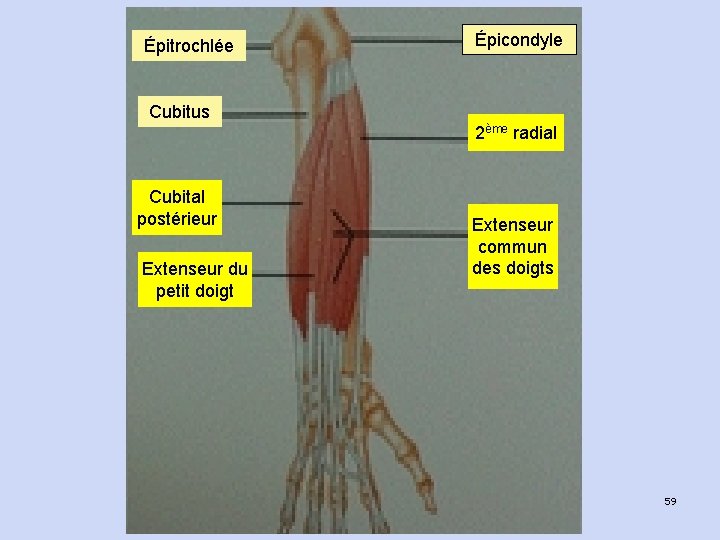 PATHOLOGIE PERIARTICULAIRE INTRODUCTION Pathologie priarticulaire ...