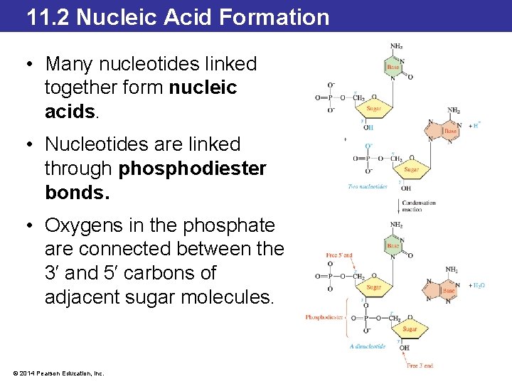 Lecture Presentation Chapter 11 Nucleic AcidsBig Molecules with