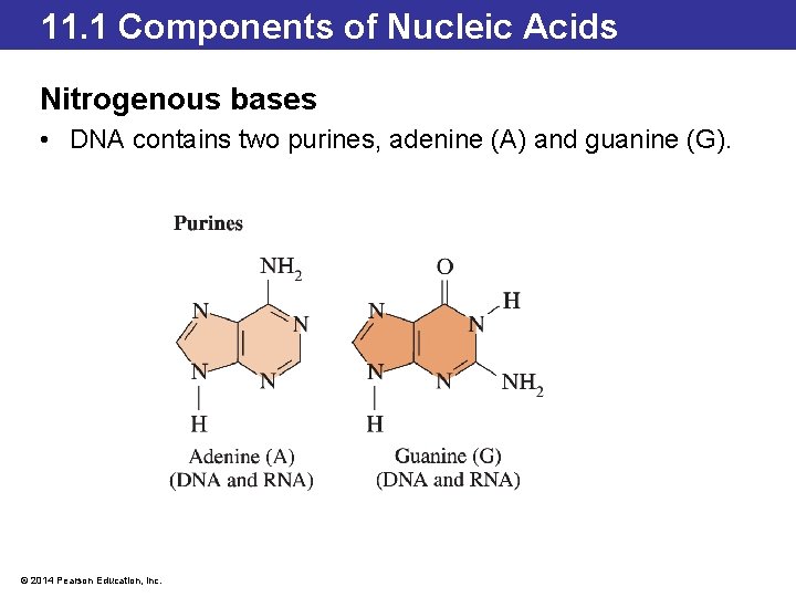Lecture Presentation Chapter 11 Nucleic AcidsBig Molecules with