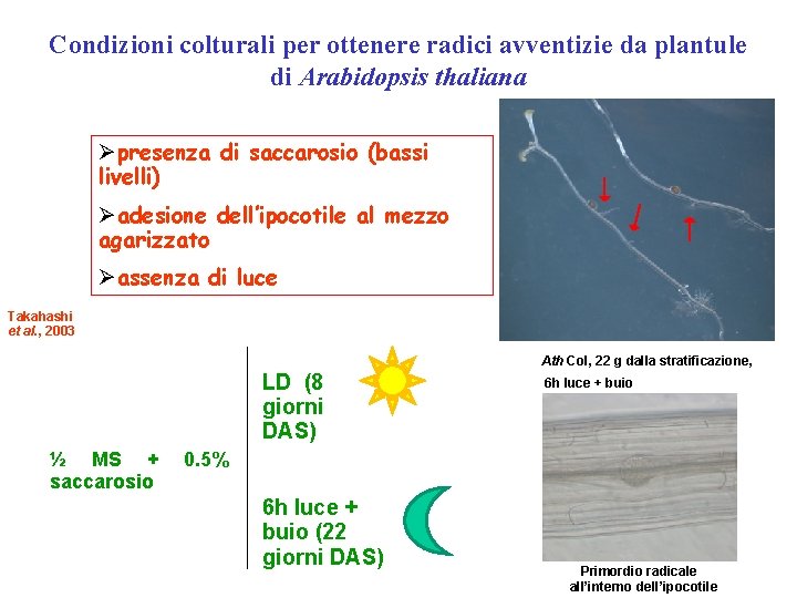 LA RADICAZIONE AVVENTIZIA Dal punto di vista ontogenico