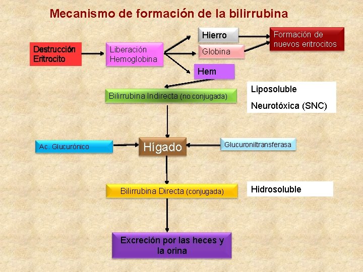 Ictericia hiperbilirrubinemia neonatal Coloracin Amarilla de piel y
