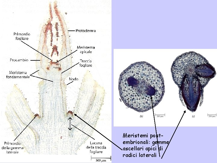 Meristemi e differenziamento Diversamente dagli animali le piante