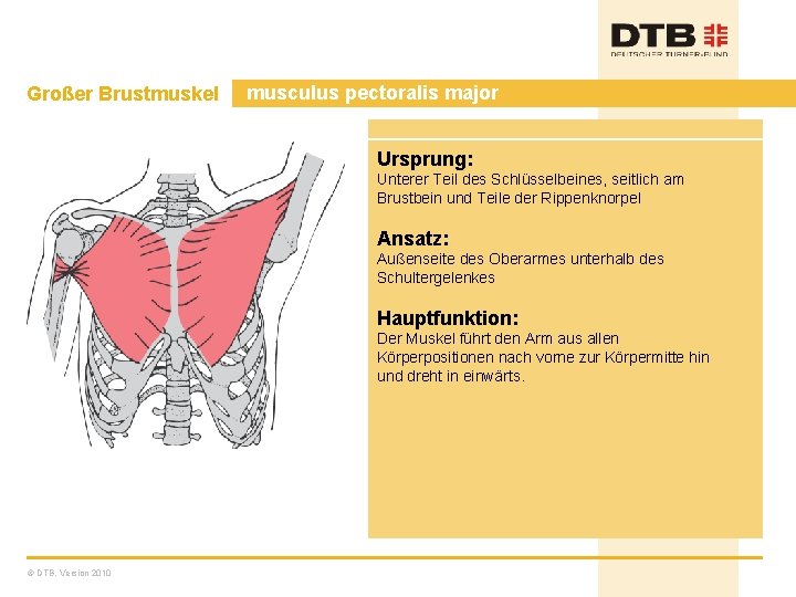 Groer Brustmuskel musculus pectoralis major Ursprung Unterer Teil