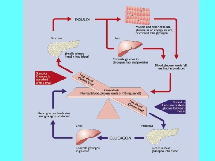 Body temperature and blood glucose Control of body