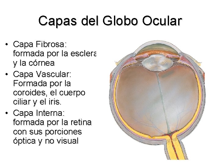 Ojo y Odo Dra Marianela Jimnez Brenes UCIMED