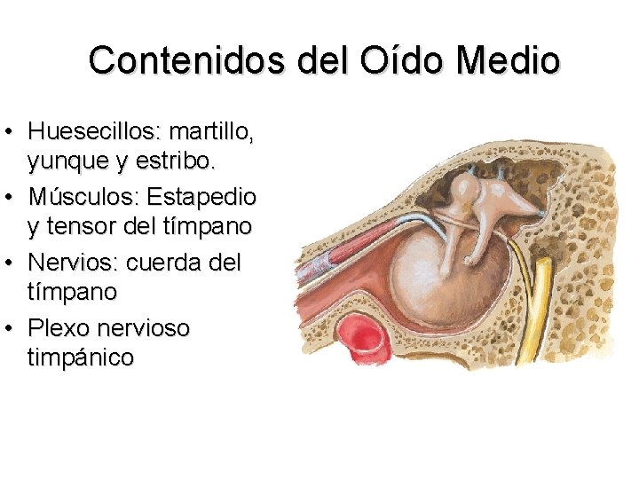 Ojo y Odo Dra Marianela Jimnez Brenes UCIMED