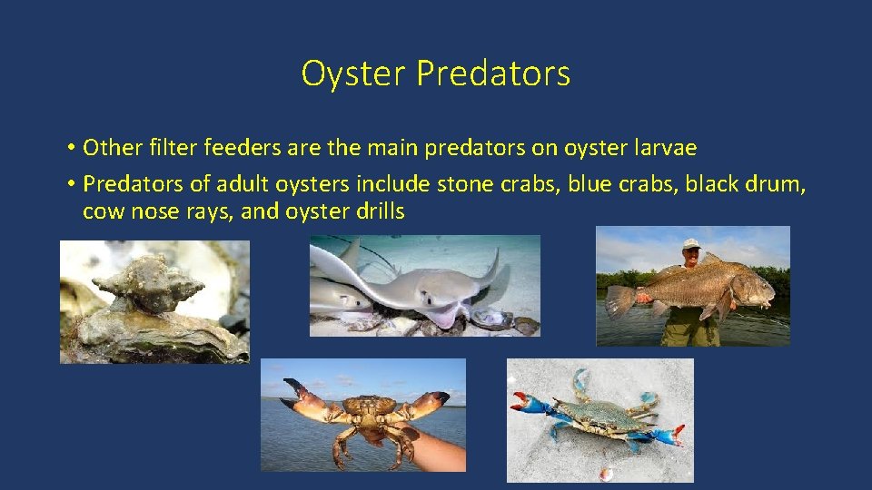 The Eastern Oyster Crassostrea virginica Life History Biology