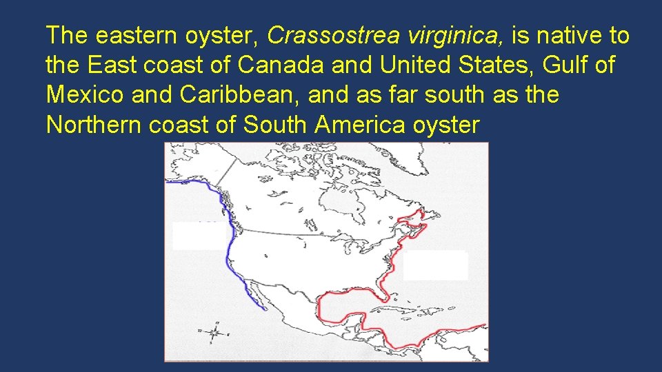 The Eastern Oyster Crassostrea virginica Life History Biology