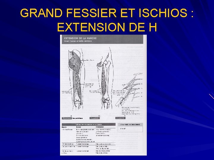 TESTING DE LA HANCHE TESTING DE LA HANCHE