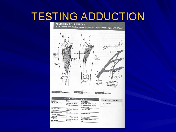 TESTING DE LA HANCHE TESTING DE LA HANCHE