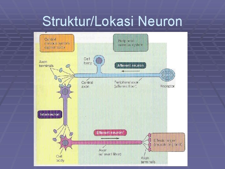REFLEKS SPINAL Refleks Spinal Untuk mengerti fungsi Medula