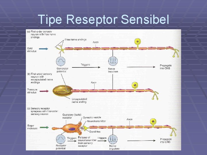 REFLEKS SPINAL Refleks Spinal Untuk mengerti fungsi Medula