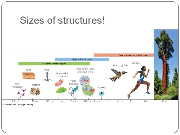 Chapter 4 CELLS Cell Lab For each prepared