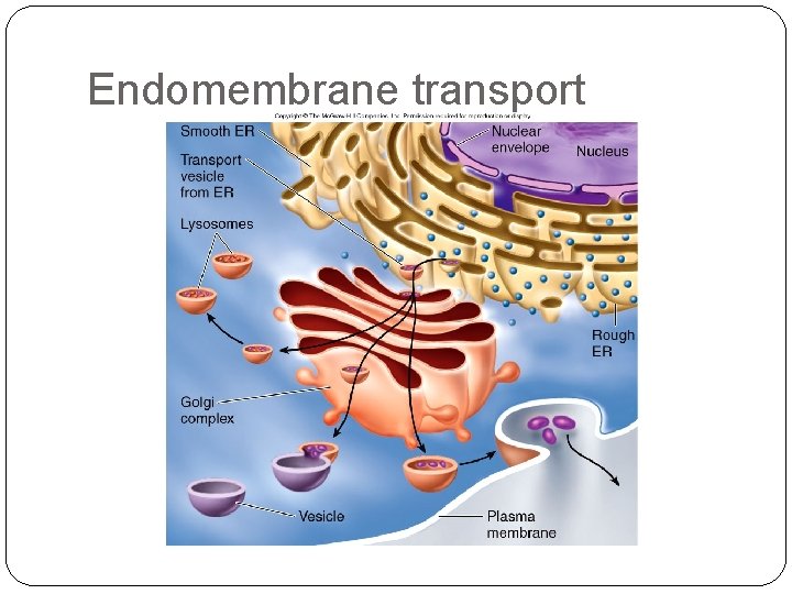 Chapter 4 CELLS Cell Lab For each prepared