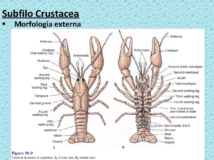 Filo Arthropoda Subfilo Crustacea Crustacea Subfilo Crustacea v