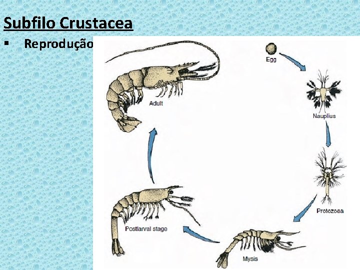 Filo Arthropoda Subfilo Crustacea Crustacea Subfilo Crustacea v
