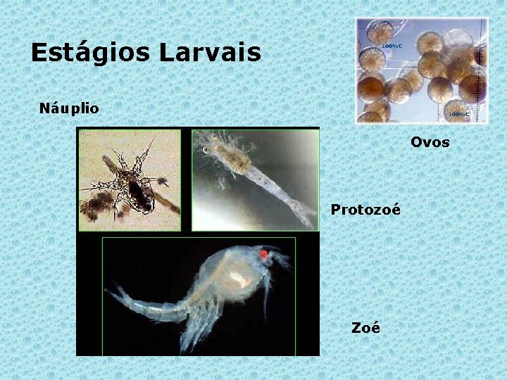 Filo Arthropoda Subfilo Crustacea Crustacea Subfilo Crustacea v