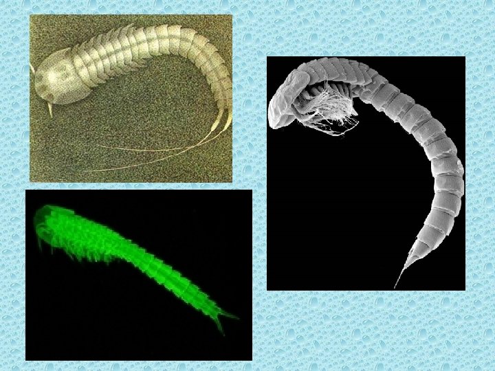 Filo Arthropoda Subfilo Crustacea Crustacea Subfilo Crustacea v