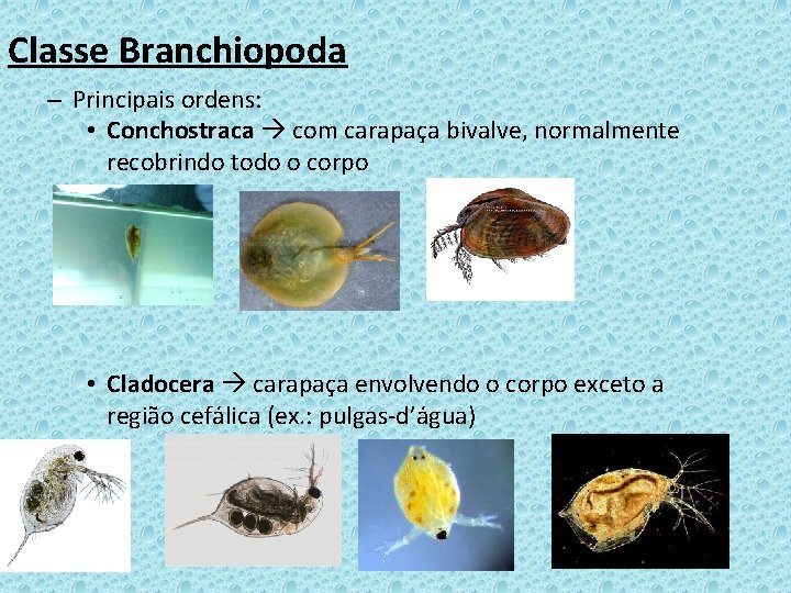 Filo Arthropoda Subfilo Crustacea Crustacea Subfilo Crustacea v