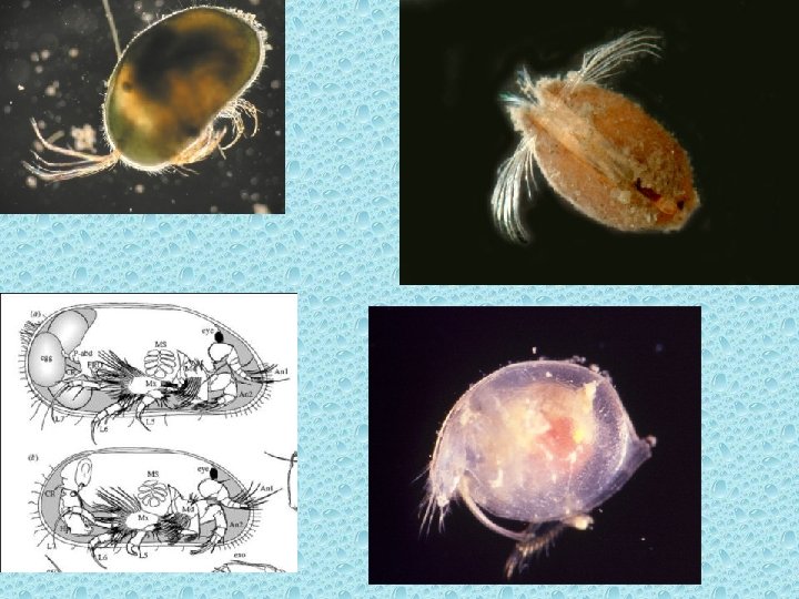 Filo Arthropoda Subfilo Crustacea Crustacea Subfilo Crustacea v