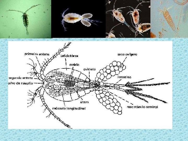 Filo Arthropoda Subfilo Crustacea Crustacea Subfilo Crustacea v