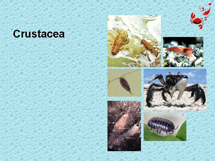 Filo Arthropoda Subfilo Crustacea Crustacea Subfilo Crustacea v