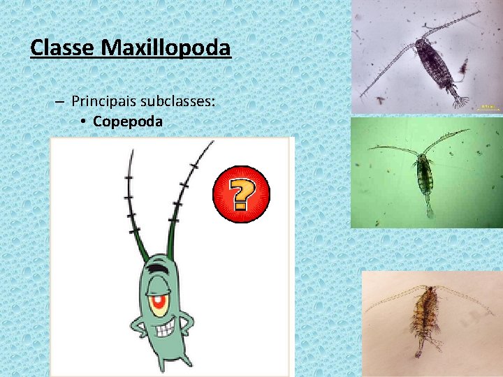 Filo Arthropoda Subfilo Crustacea Crustacea Subfilo Crustacea v