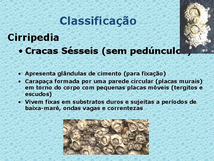 Filo Arthropoda Subfilo Crustacea Crustacea Subfilo Crustacea v