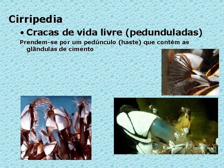 Filo Arthropoda Subfilo Crustacea Crustacea Subfilo Crustacea v