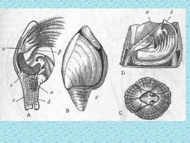Filo Arthropoda Subfilo Crustacea Crustacea Subfilo Crustacea v