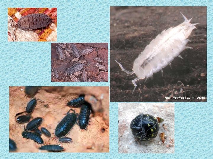 Filo Arthropoda Subfilo Crustacea Crustacea Subfilo Crustacea v