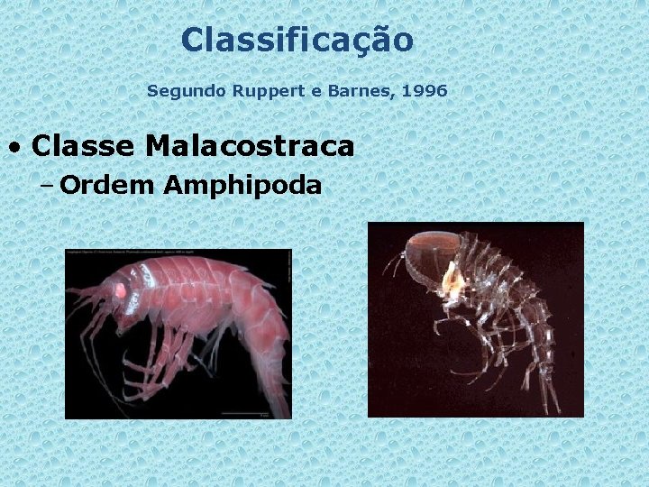 Filo Arthropoda Subfilo Crustacea Crustacea Subfilo Crustacea v