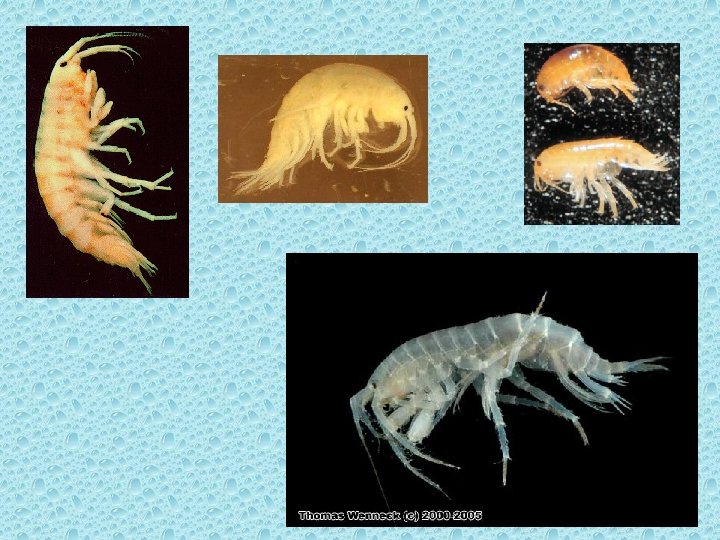 Filo Arthropoda Subfilo Crustacea Crustacea Subfilo Crustacea v