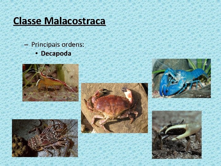 Filo Arthropoda Subfilo Crustacea Crustacea Subfilo Crustacea v