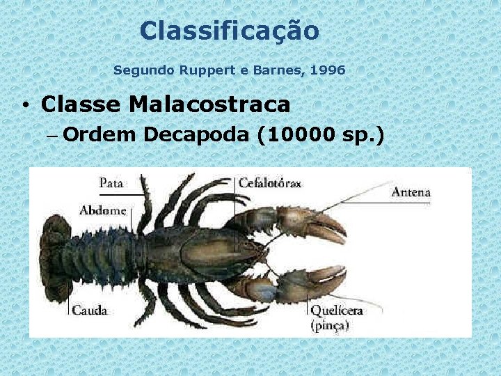 Filo Arthropoda Subfilo Crustacea Crustacea Subfilo Crustacea v