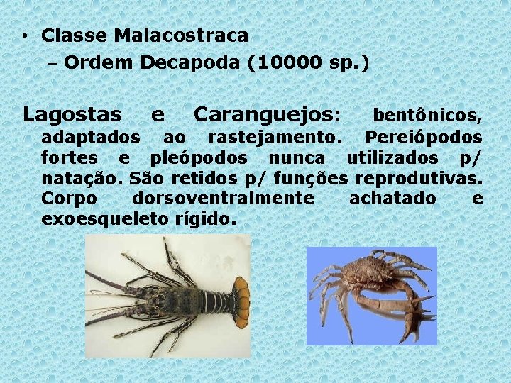 Filo Arthropoda Subfilo Crustacea Crustacea Subfilo Crustacea v