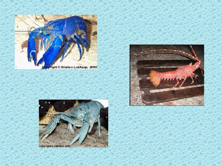 Filo Arthropoda Subfilo Crustacea Crustacea Subfilo Crustacea v