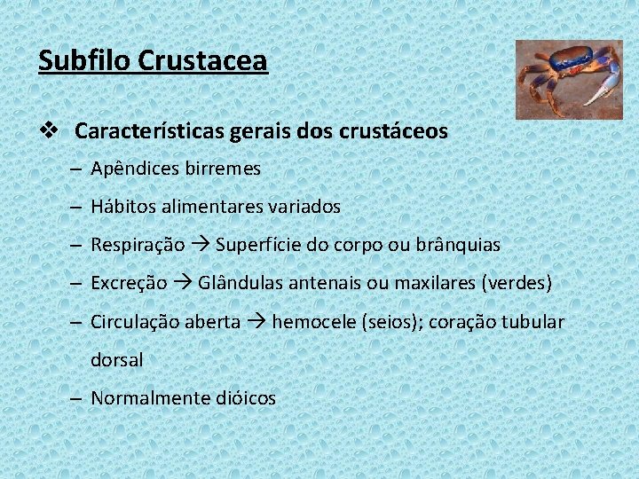 Filo Arthropoda Subfilo Crustacea Crustacea Subfilo Crustacea v