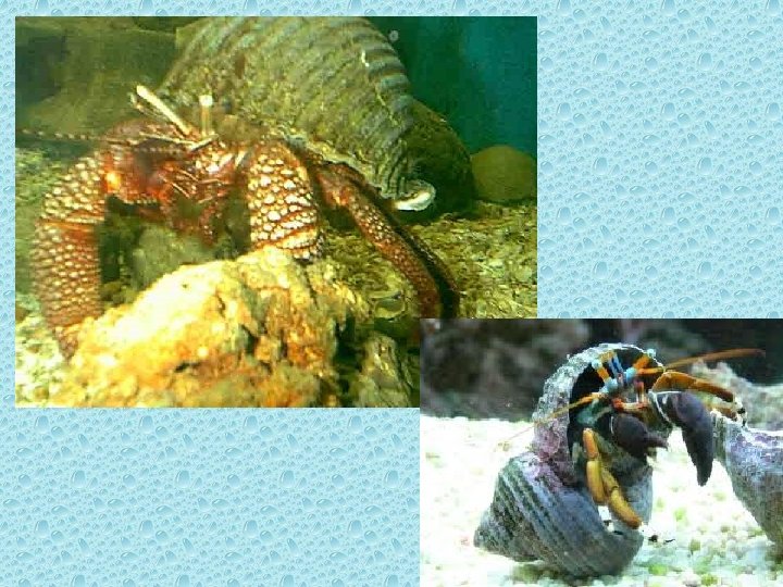 Filo Arthropoda Subfilo Crustacea Crustacea Subfilo Crustacea v