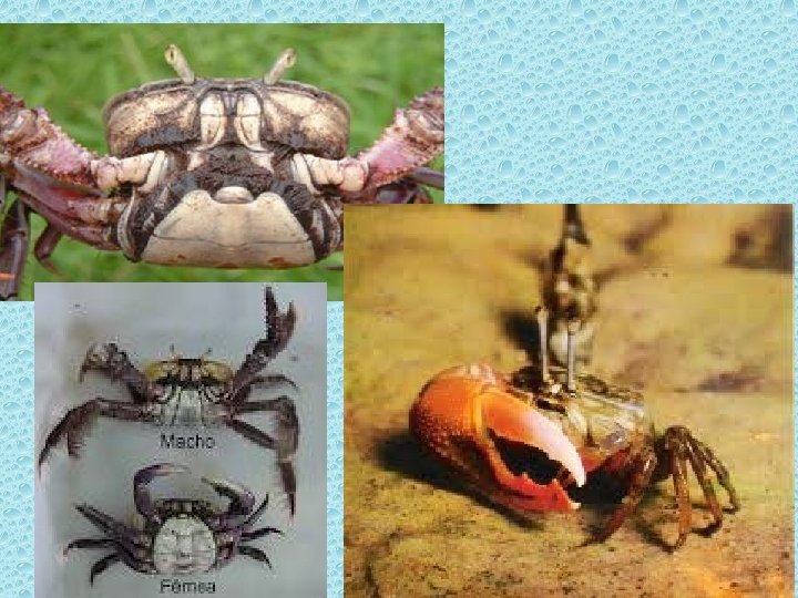 Filo Arthropoda Subfilo Crustacea Crustacea Subfilo Crustacea v